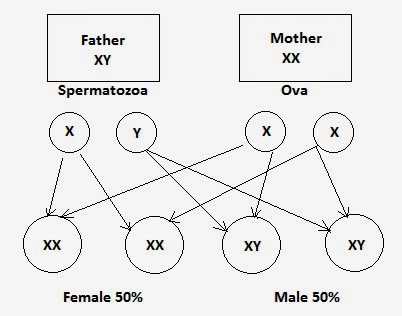 SCIENCE AND TECHNOLOGY: Chapter 16 : HEREDITY AND EVOLUTION