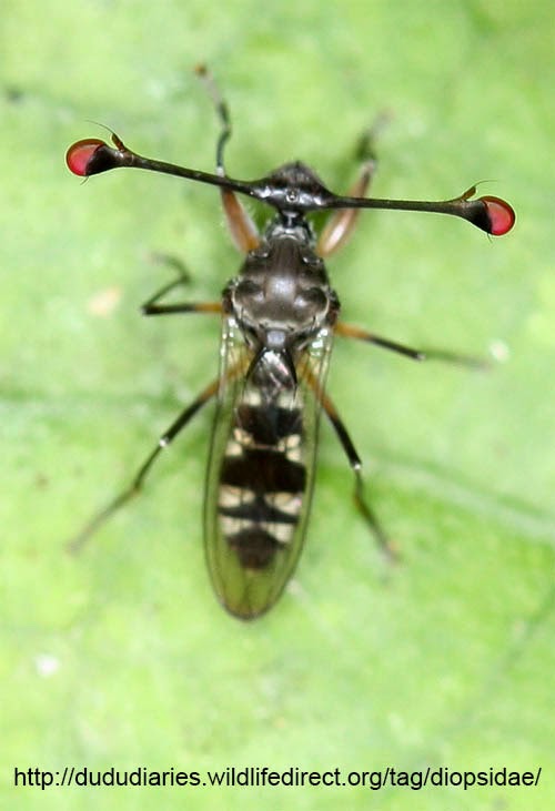 Bizarre Creature of the Day: Creature 209: Diopsidae