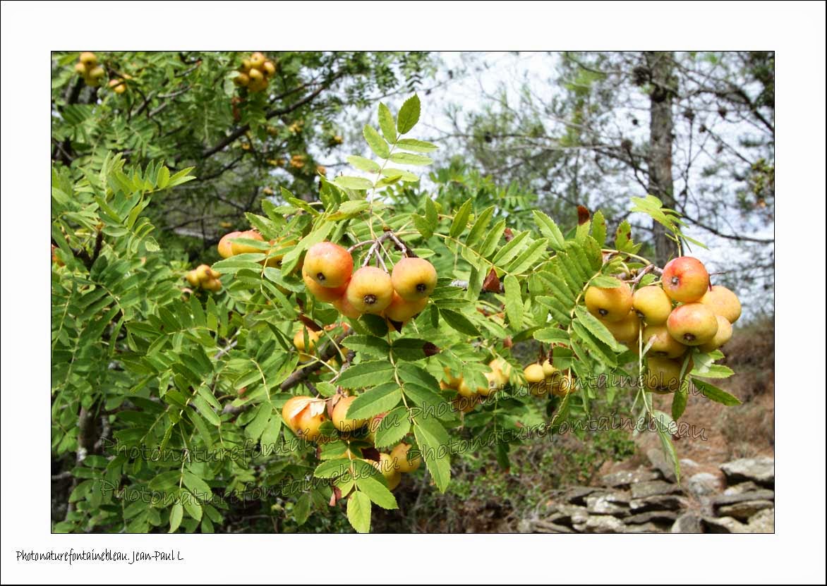 Sorbier domestique Cormier Sorbus domestica. 2014 093