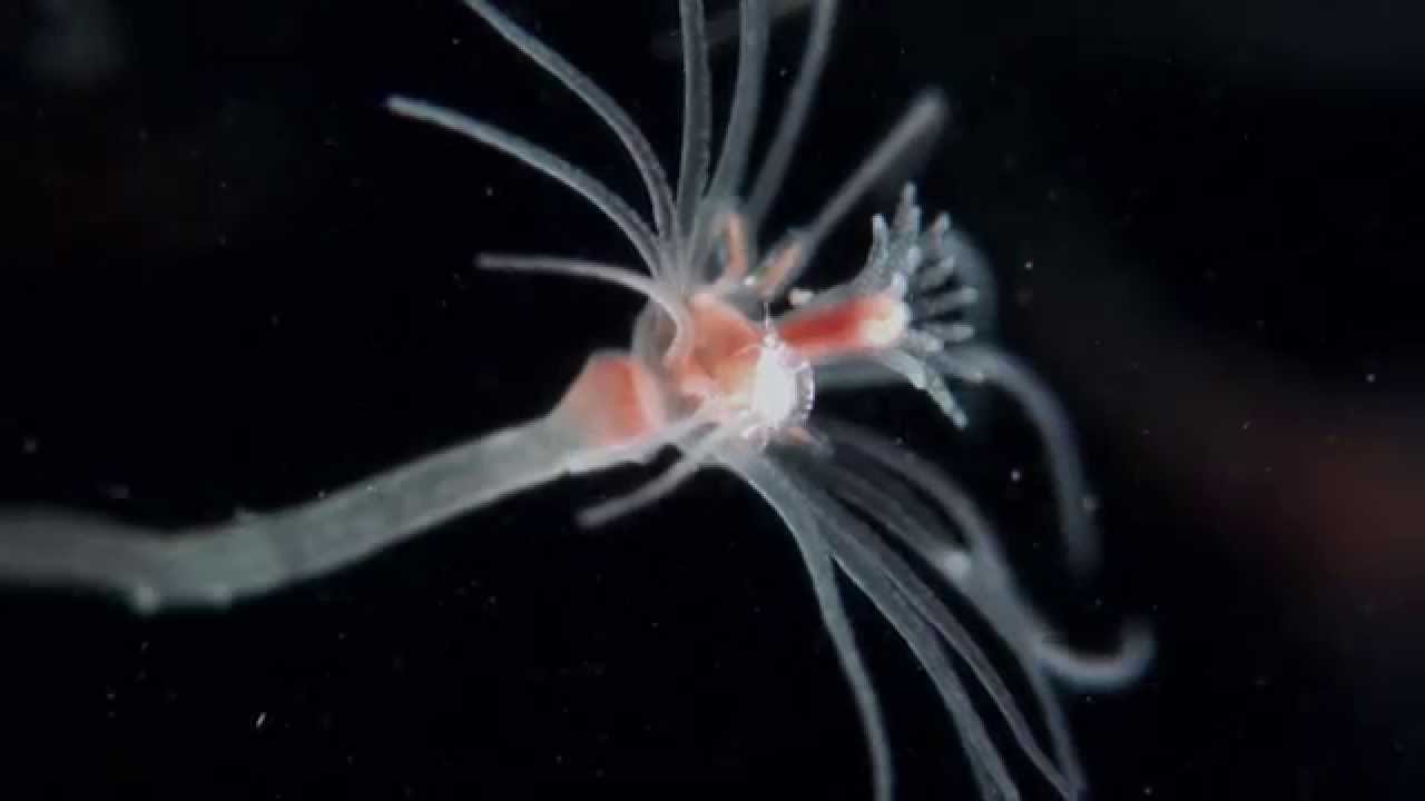 Phylum Cnidaria (Obelia sp. )