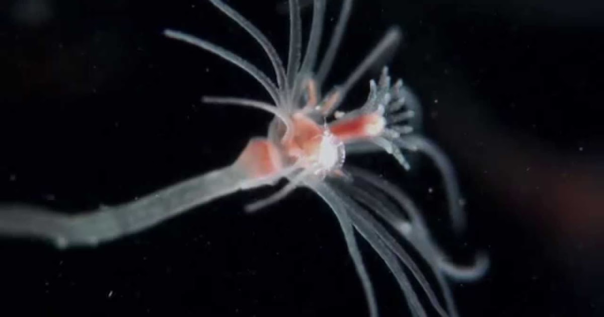 Phylum Cnidaria (Obelia sp. )