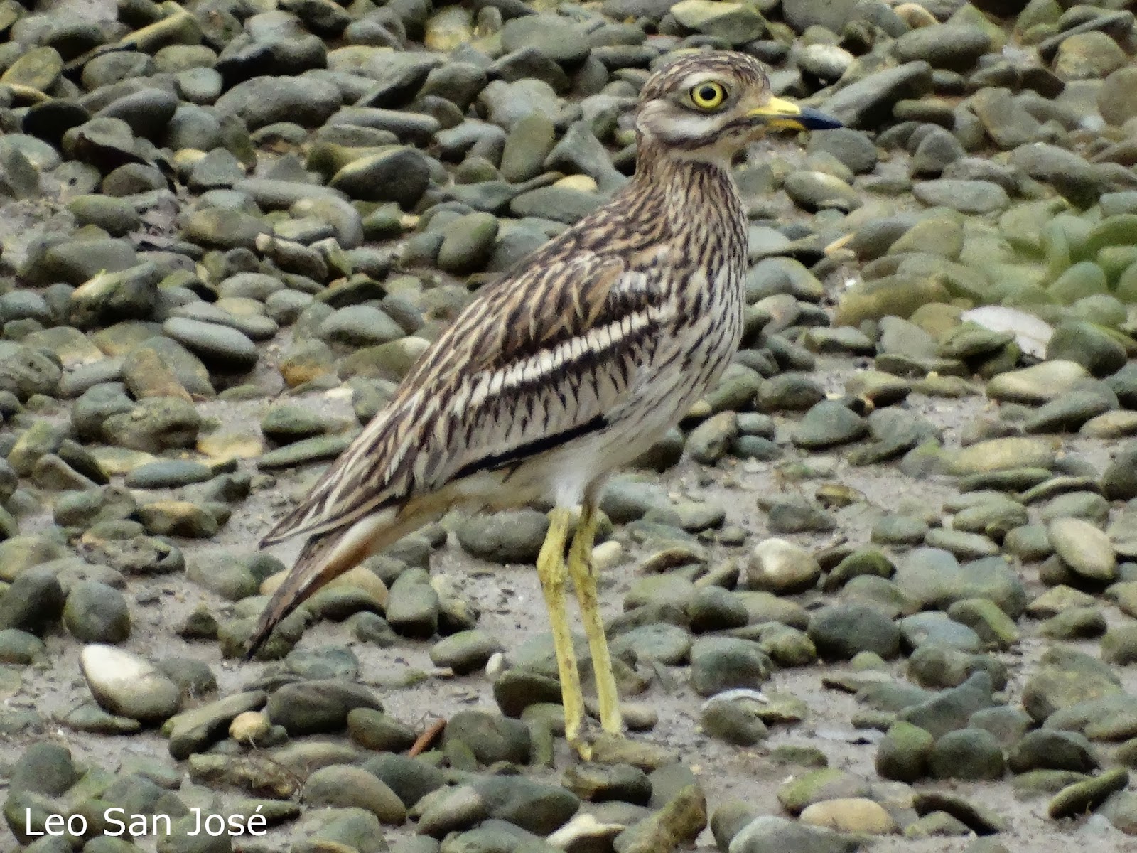 Surcando los Cielos: Alcaraván