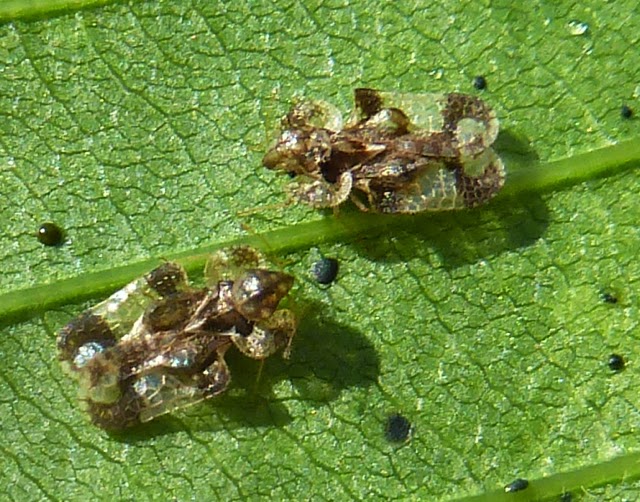 Springfield Plateau: Lace Bugs