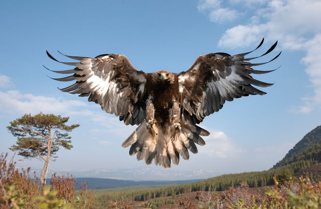 Alam Mengembang Jadi Guru: Elang Emas (Aquila chrysaetos)