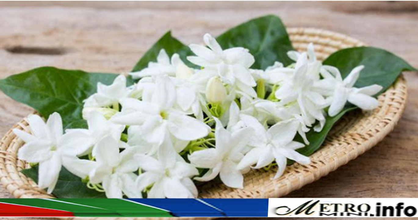 Mistis dan Misteri Wangi Melati Dalam Pandangan Akademisi UI ...