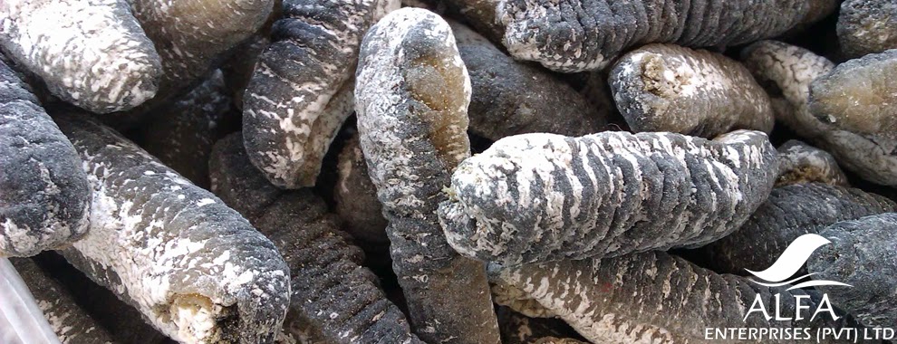 Golden Sandfish - Sea Cucumber - Alfa Enterprises (PVT) Ltd. Welcome to ...