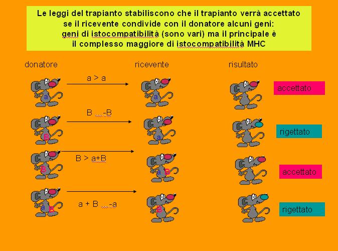 osservando: staminali da midollo o cordone ombelicale