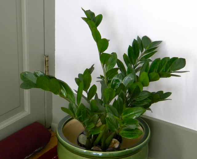 Pam's English Cottage Garden: The Easy Zeezee Plant - for GBBD