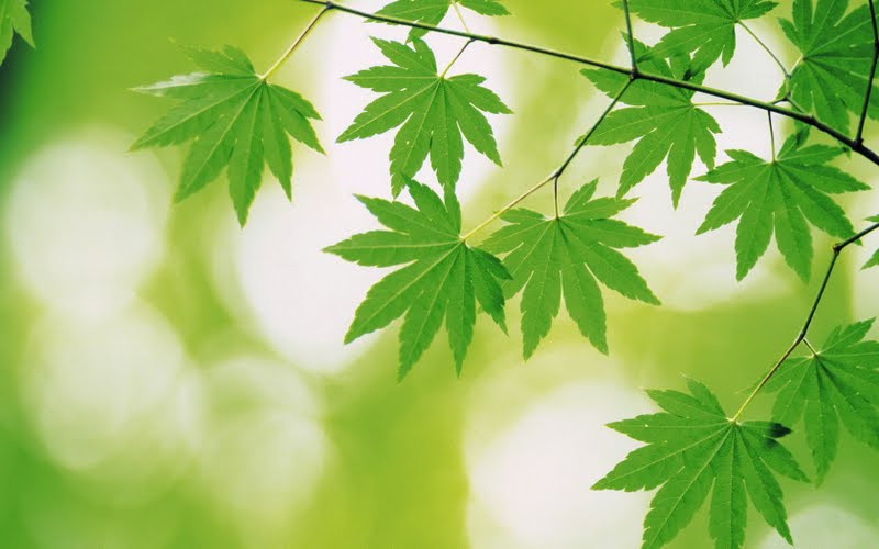 Free Wallpapers Collection: Green Leaf High Definition High Quality ...