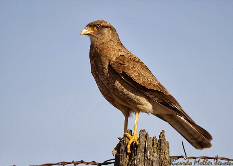 Las aves del Uruguay: Chimango