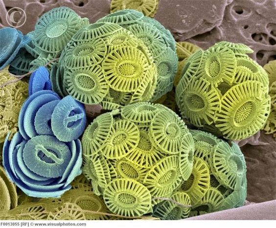 Protect Our Shoreline News: Hood Canal Experiences Bloom of ...