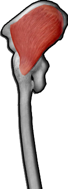 musculo gluteo medio