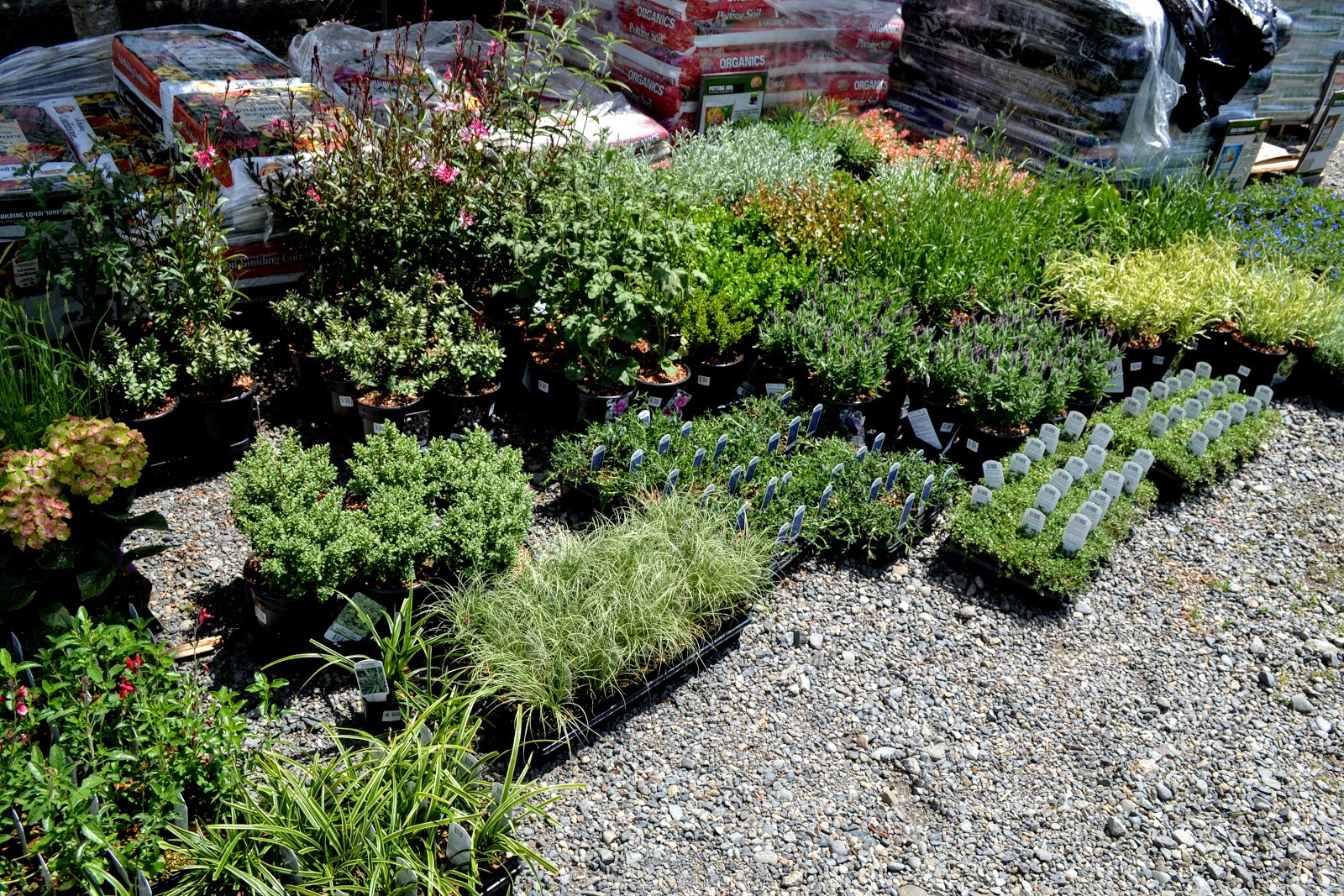 The Outlaw Gardener: Willow Tree Gardens and Interiors