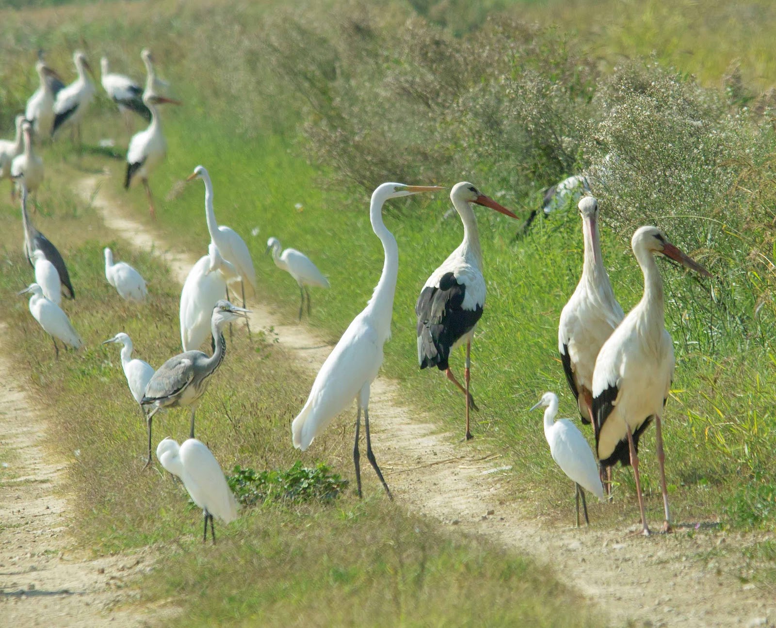 Derek Bird Brain: Ruff & reeves