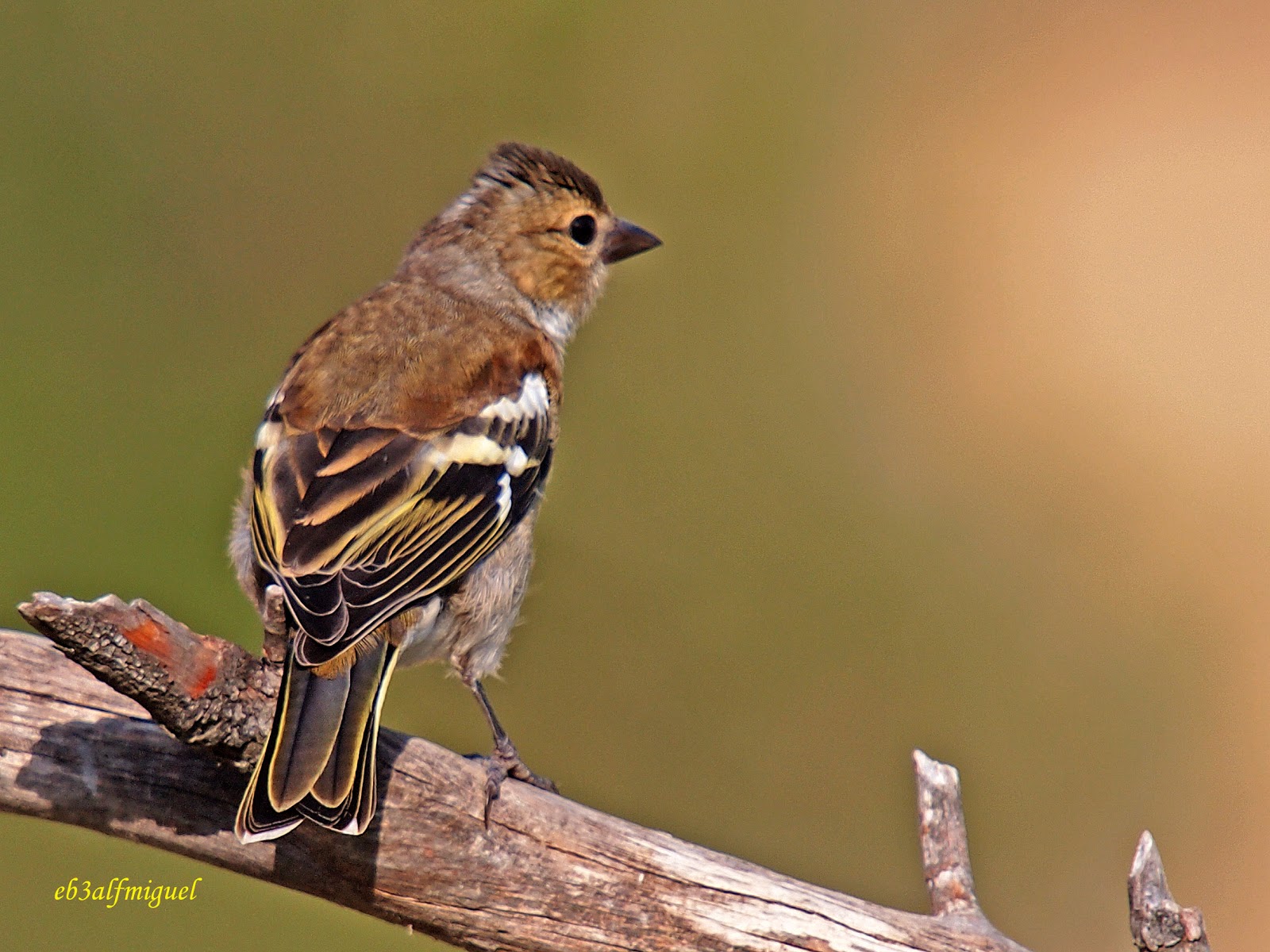 MIS AMIGAS LAS AVES: Pinzón vulgar (fringilla coelebs)