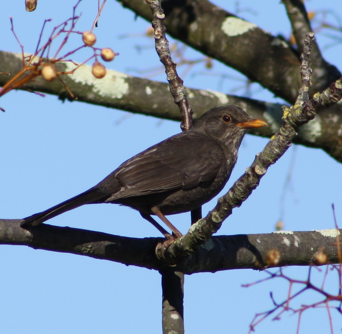 Imagens da vida animal: abril 2016