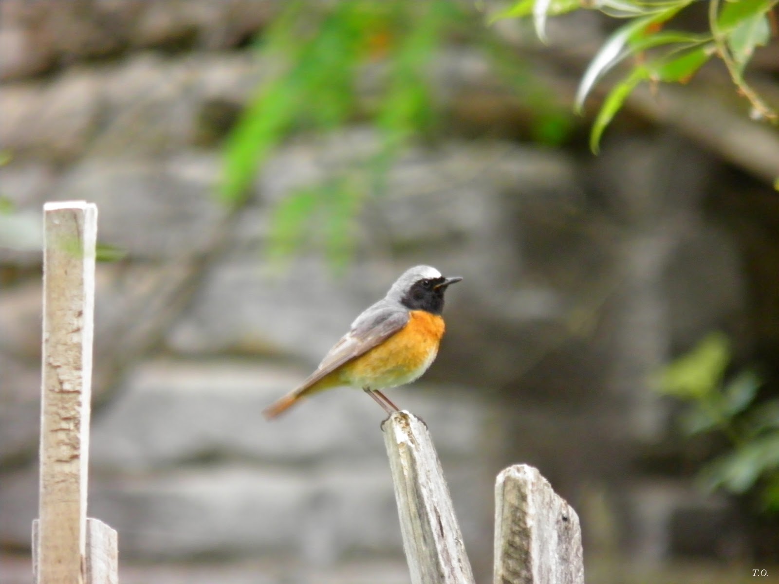 PASARI DIN ROMANIA: CODROS DE PADURE (2), Phoenicurus phoenicurus