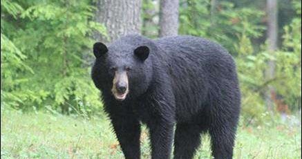 भालू आया भालू आया | हिन्दीकुंज,Hindi Website/Literary Web Patrika