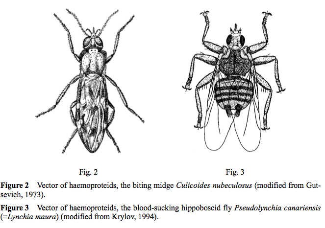 Songbirds & Parasites : Avian Malaria (& Relatives) Workshop - Part 3 ...