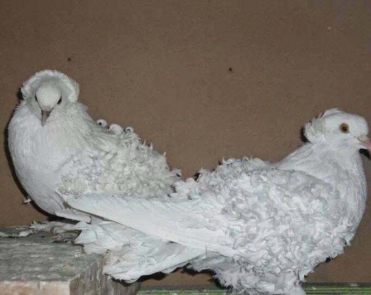 6 Jenis Merpati Hias Yang Paling diminati di Indonesia - Kagarut.com ...