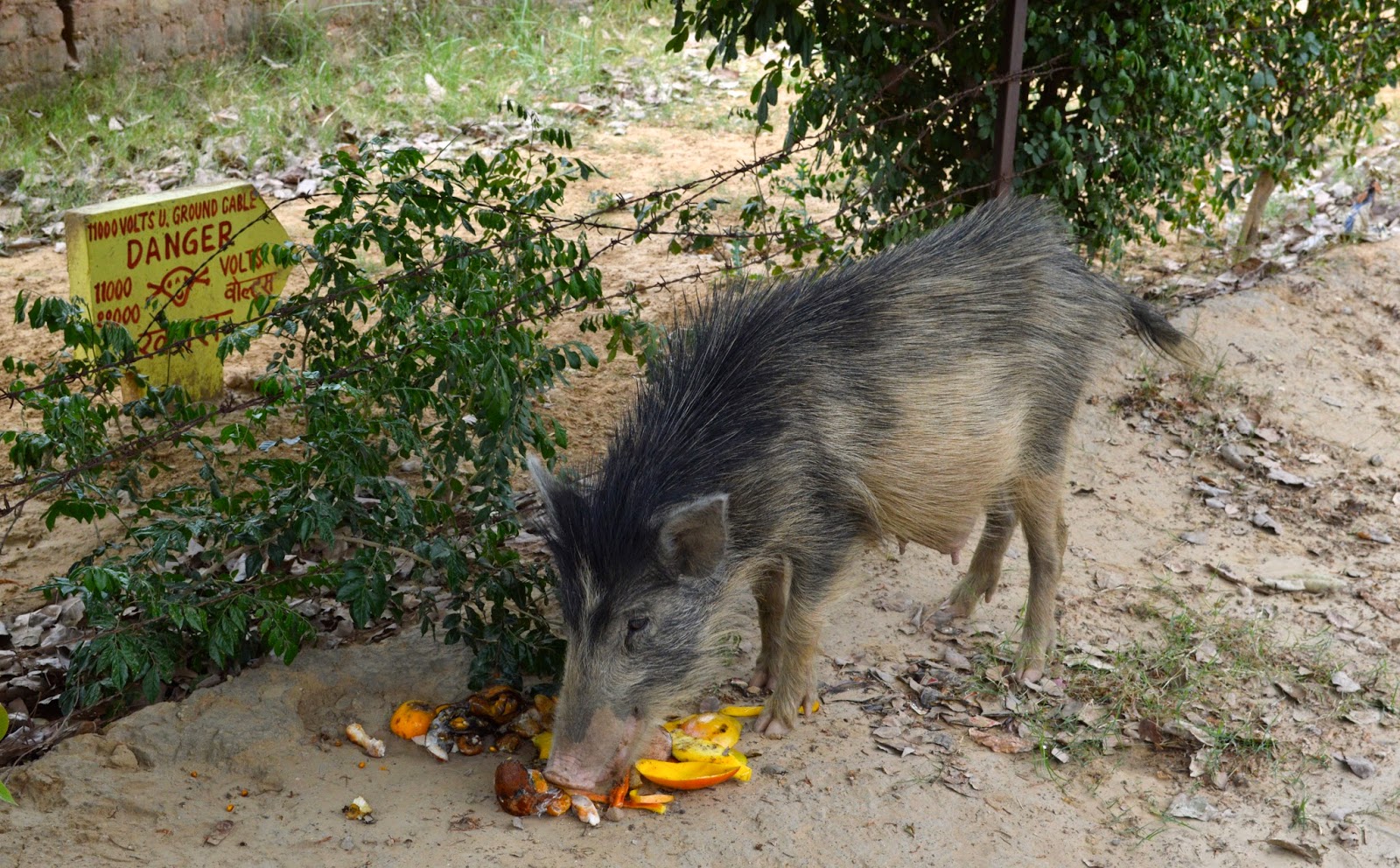 The House of Susanna / my life in India : Morning pig = morgon pigg