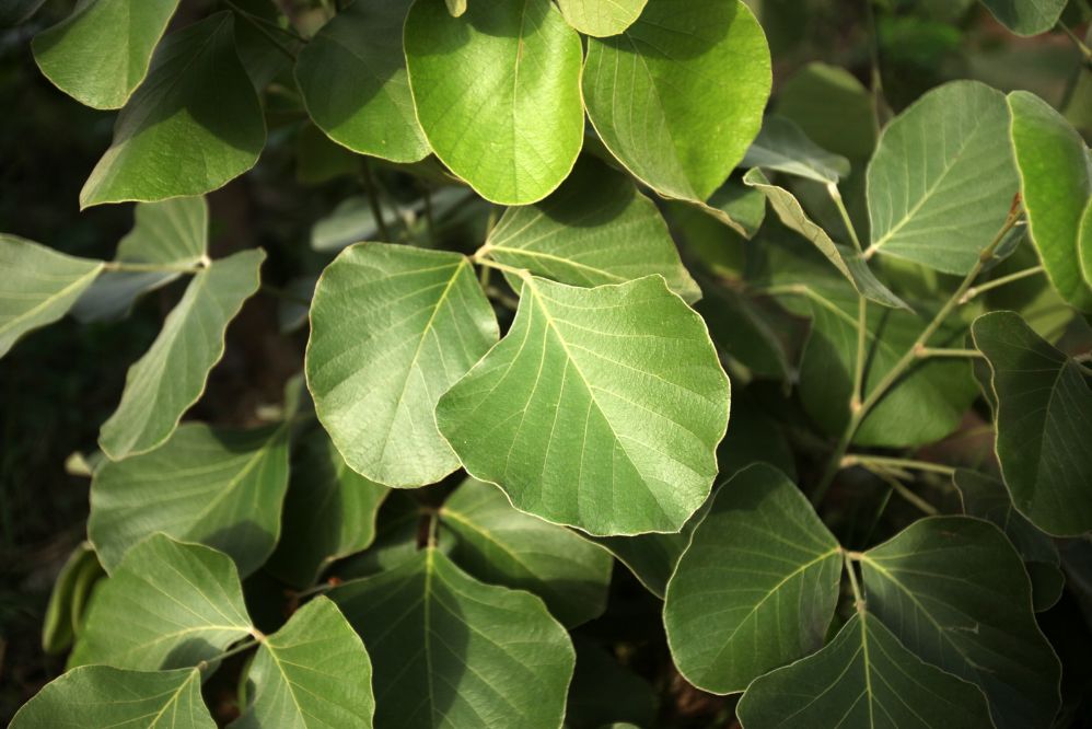 Aavani Avittam Dandi Komanam - a tradition that is no more