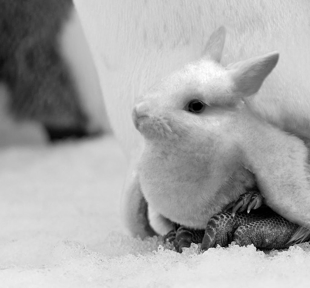 Creating with Kaiser: Animal Morph Journal Entry