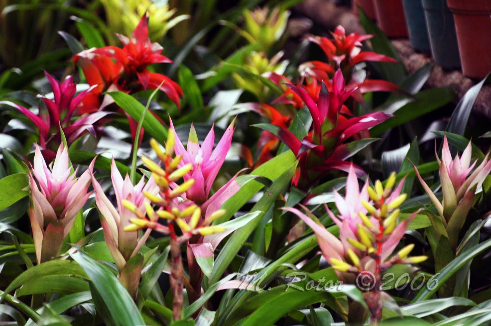 Living with Nature - School on Blog by Dr. Abercio V. Rotor: Bromeliads ...