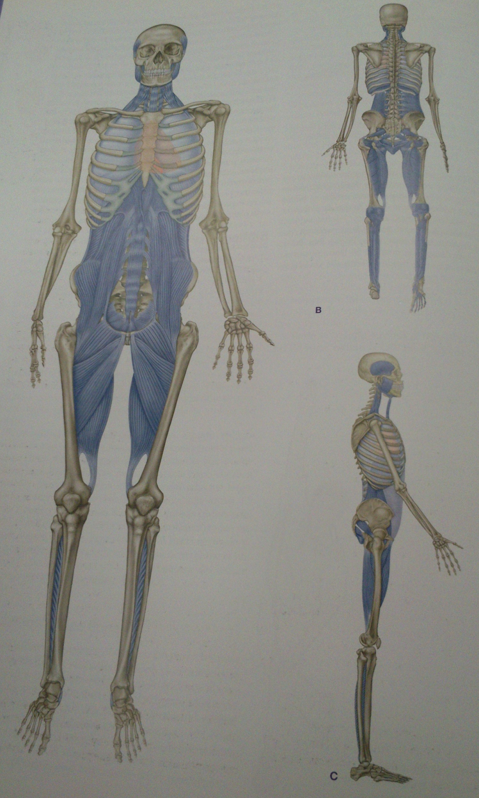 Fisioterapia para estudiantes: LÍNEA CENTRAL FRONTAL PROFUNDA (LCFP)