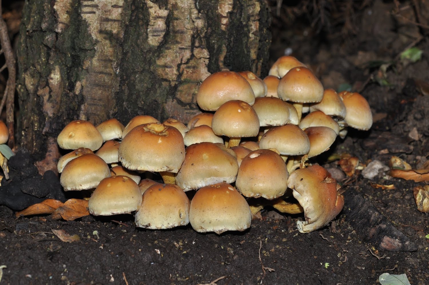 Bilder Zu Größter Pilz Der Welt Hallimasch