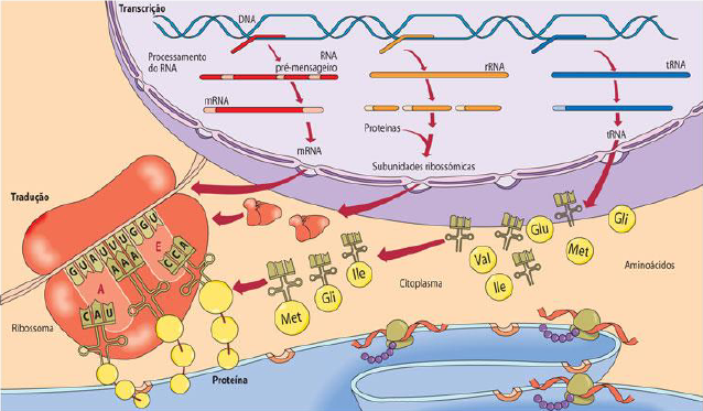 Bio e Geo em movimento: Processos da Síntese Proteica