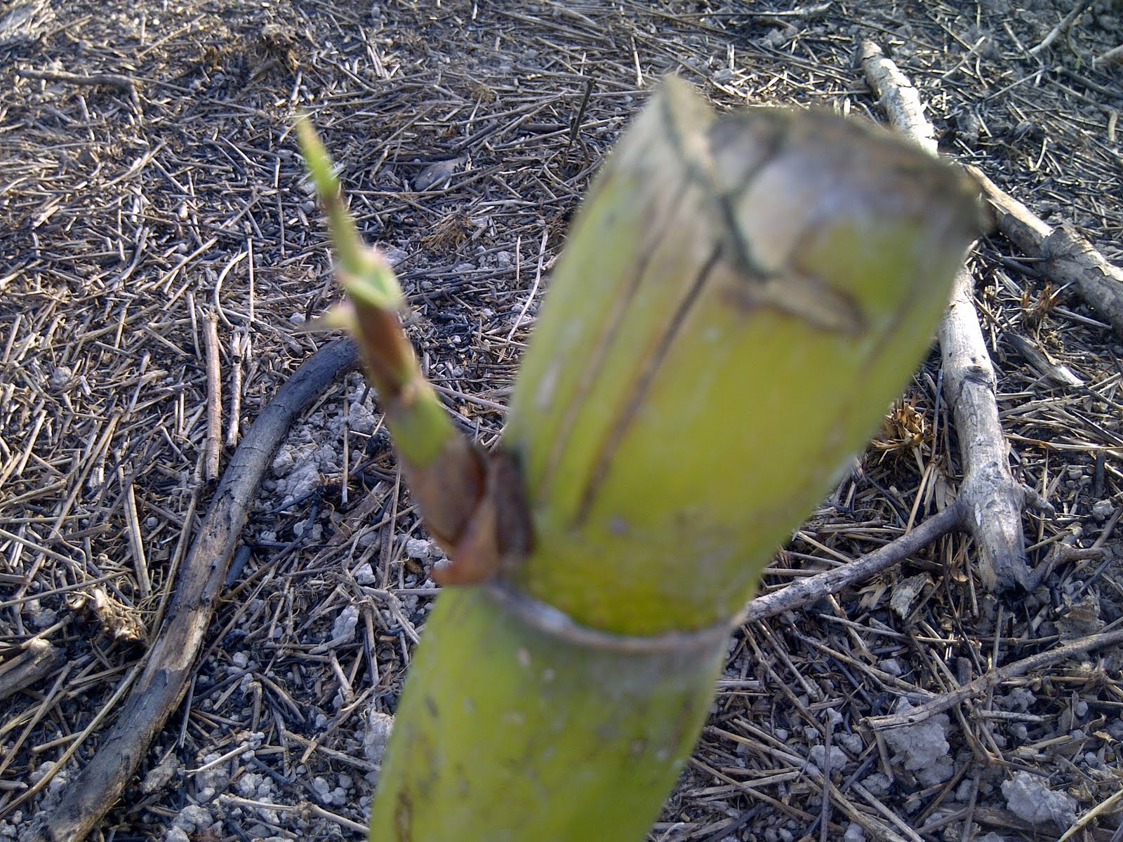 Inilah K.A.M.I: Tebu oh tebu!