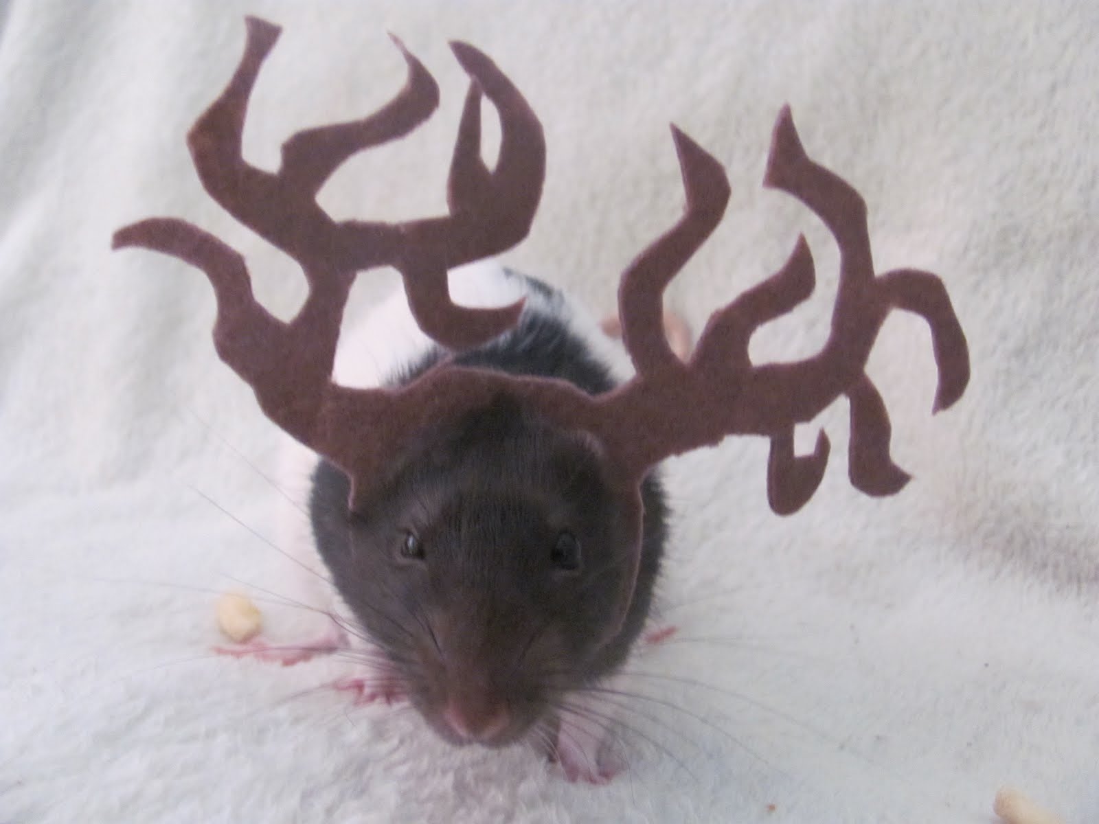 Ringo's Rat Tales: #28 - Reindeer