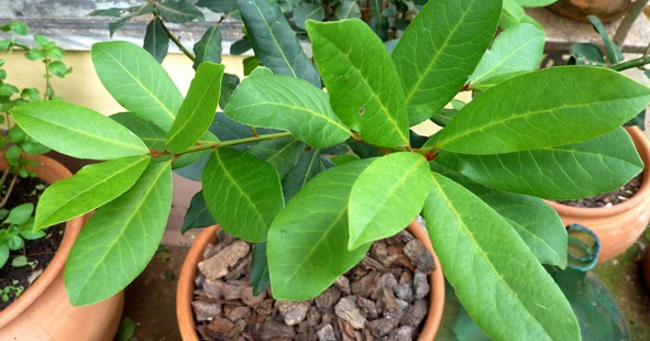 De Verde Casa: Horta em vasos - pé de louro