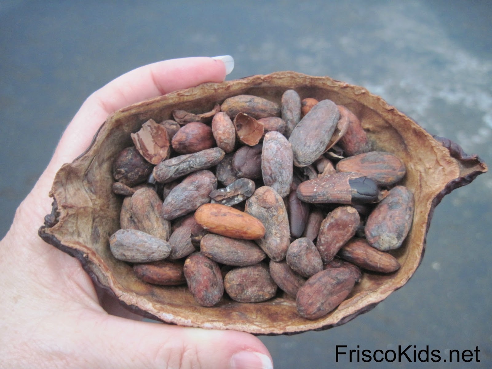 Frisco Kids: Review: TCHO Factory Tour in San Francsico