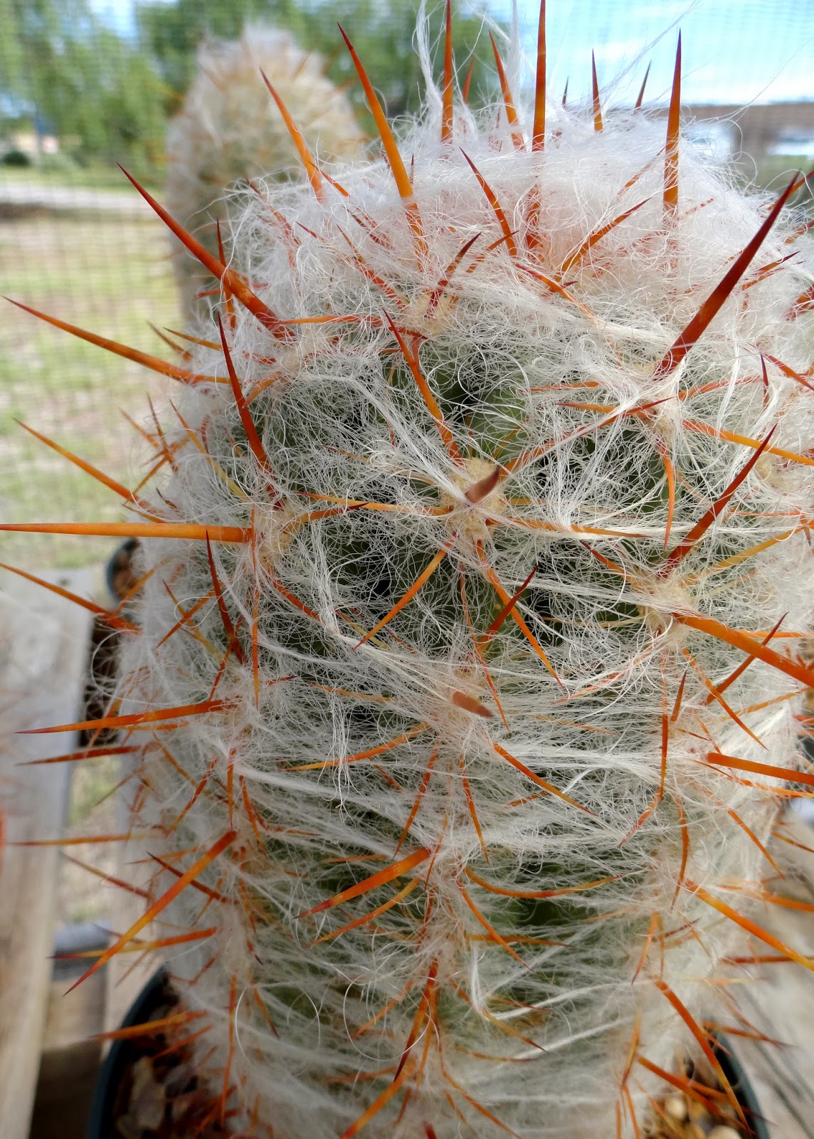 danger garden: Buffalo Bill’s Exotic Cactus Ranch, again (yawn….)