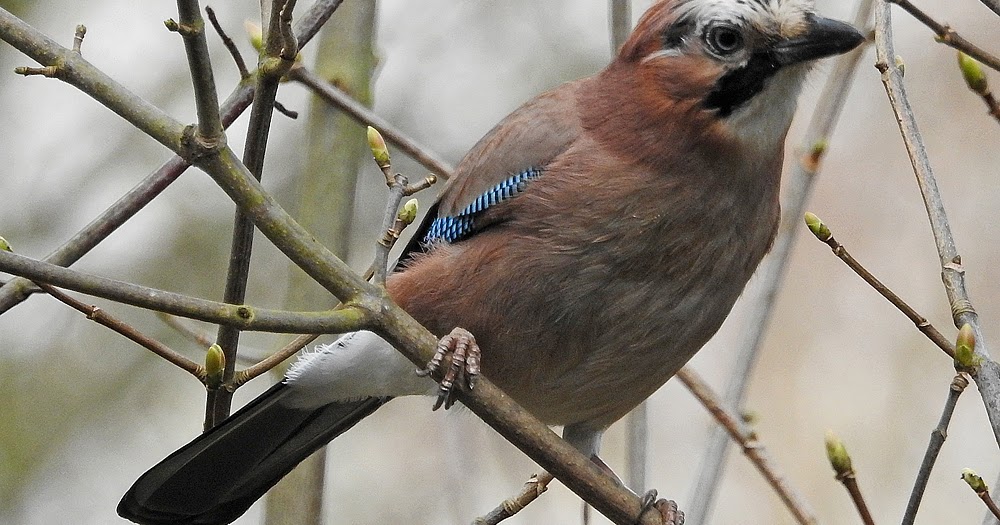 CAMBRIDGESHIRE BIRD CLUB GALLERY: Jay