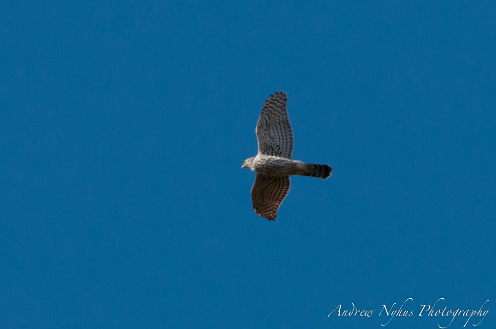 troutbirder: The Northern Goshawk