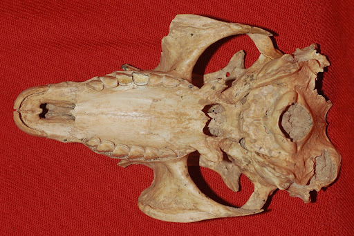 Escenarios prehistóricos: Paedotherium