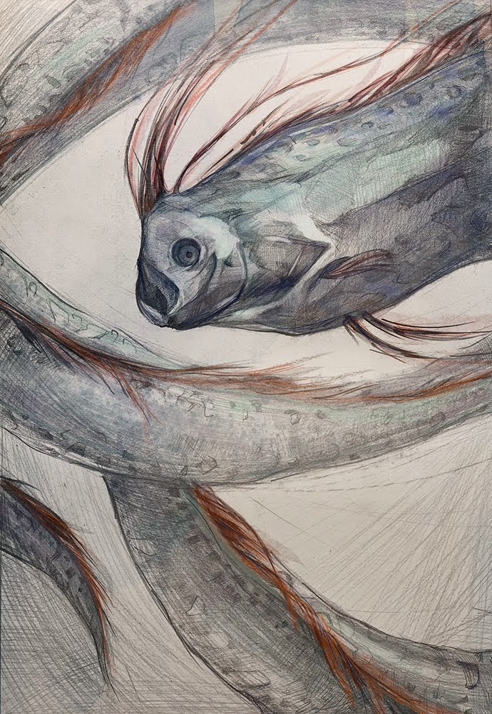 Regalecus glesne - Nadira Filatova