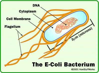 Bakteri E.Coli (Escherichia Coli) ~ Raynaldi Blogger