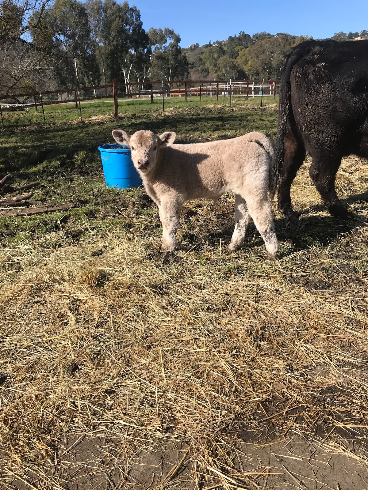 RCC Blog: From Scott Tali out in California. Here is a week old IGWT x ...