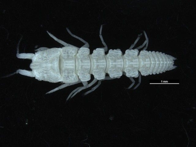 Real Monstrosities: Tanaid