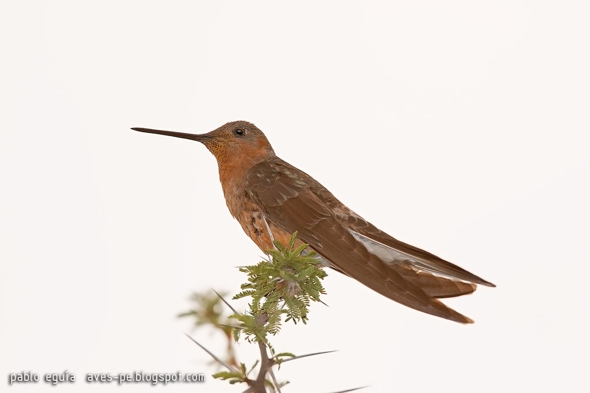 mis fotos de aves: Patagona gigas Picaflor Gigante Giant Hummingbird