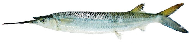 BERNARDO CARPIO'S BLOGS: ATTRIBUTES OF BALAMBAN