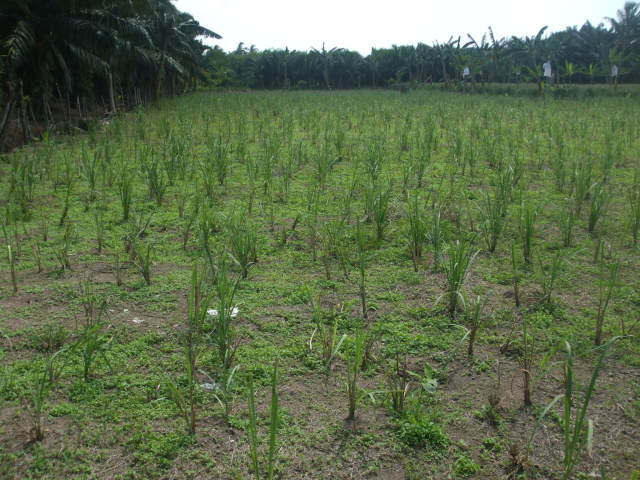 Belajar Dari Pengalaman: BAB 22: Buat duit dengan tanam serai