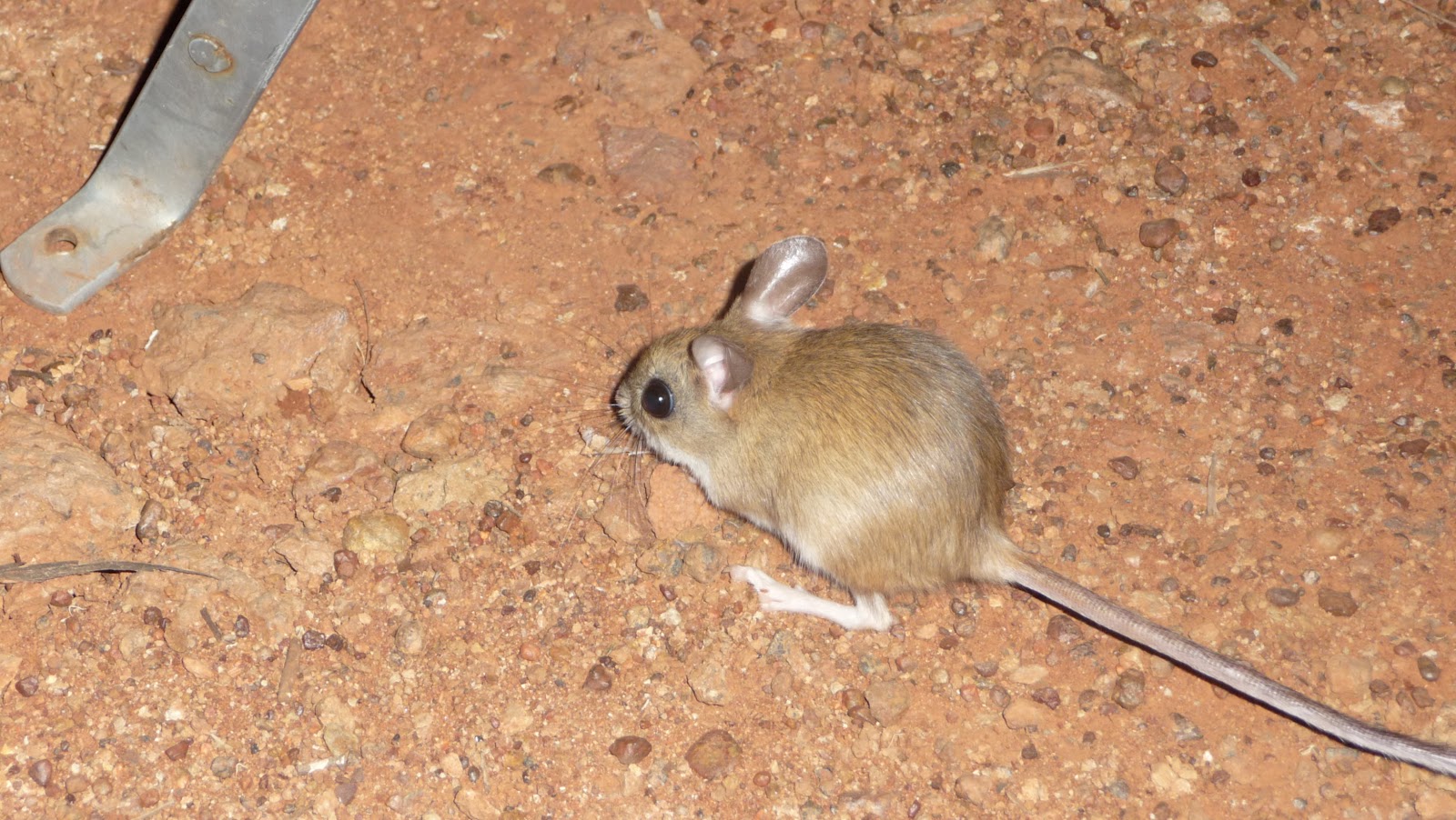 Follow the Kangaroos