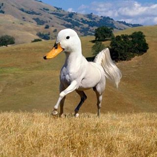 13 Hewan Paling Aneh Di Dunia - Serba 13