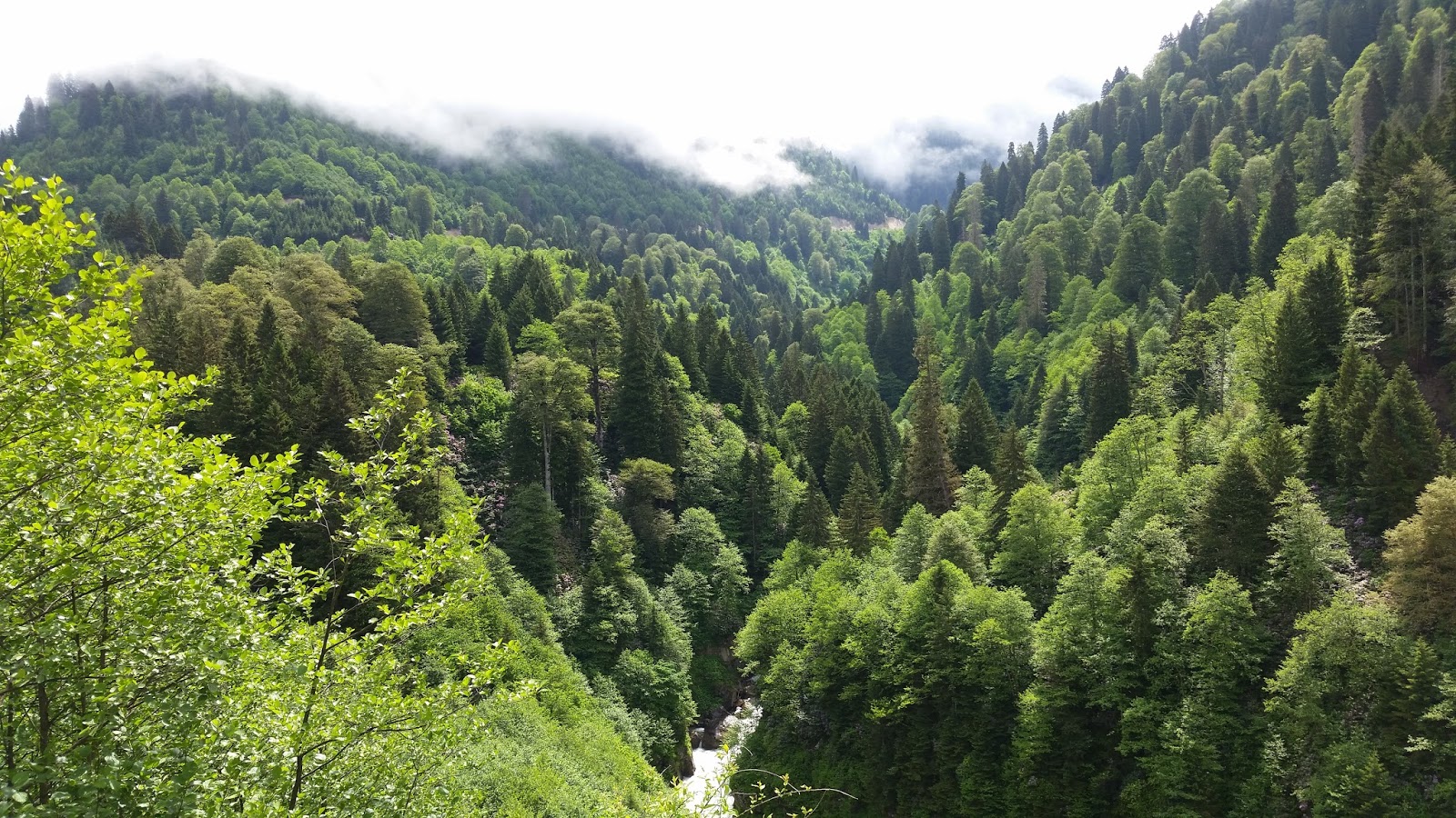 Show me some pictures of forests in your country. : AskEurope