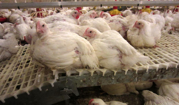 Daughter Number Three: Broiler Chickens